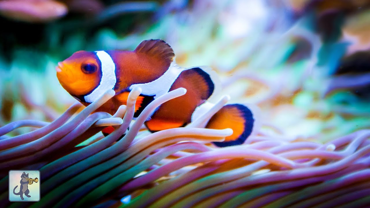 3 HOURS of Beautiful Clownfish & Relaxing Aquarium Music - Sleep, Study ...
