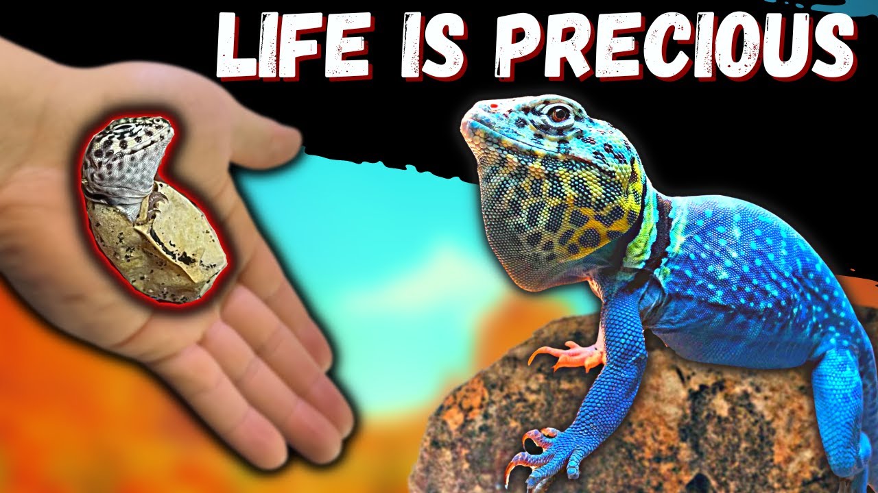 Collared Lizard Babies Are Hatching! - YouTube