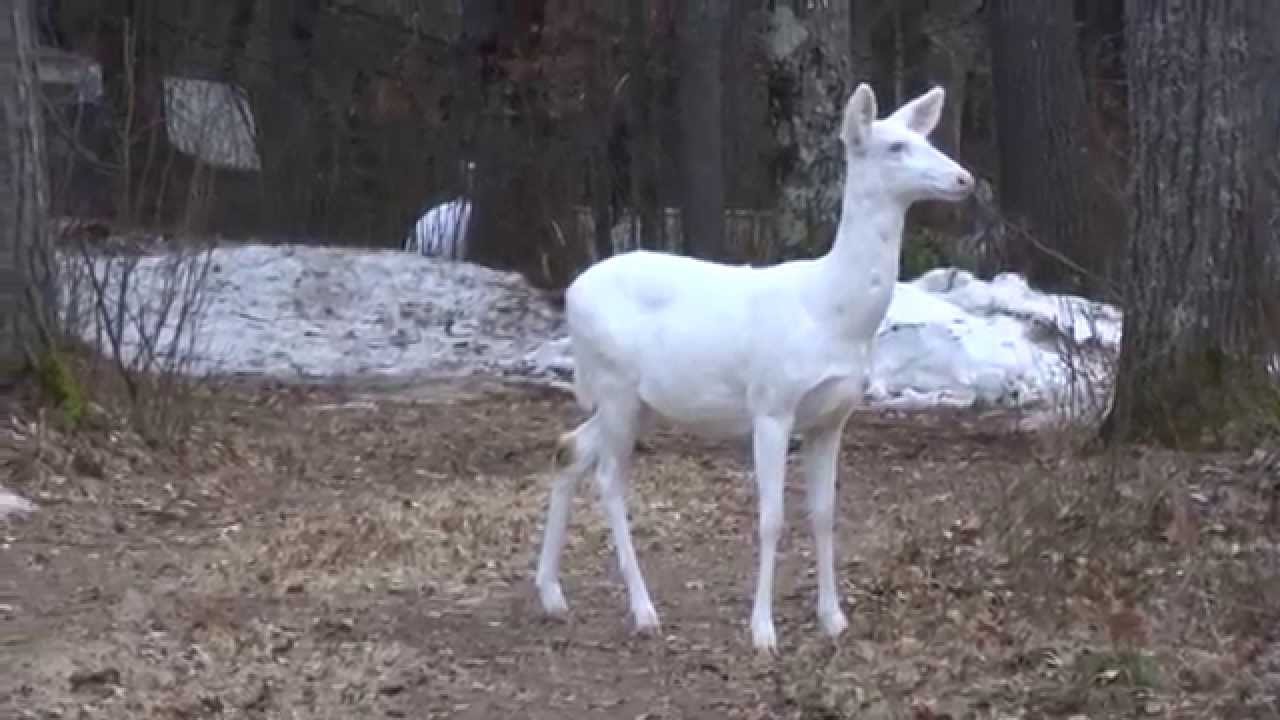WHITE ALBINO DEER IN BOULDER JUNCTION WISCONSIN 5-2014 - YouTube