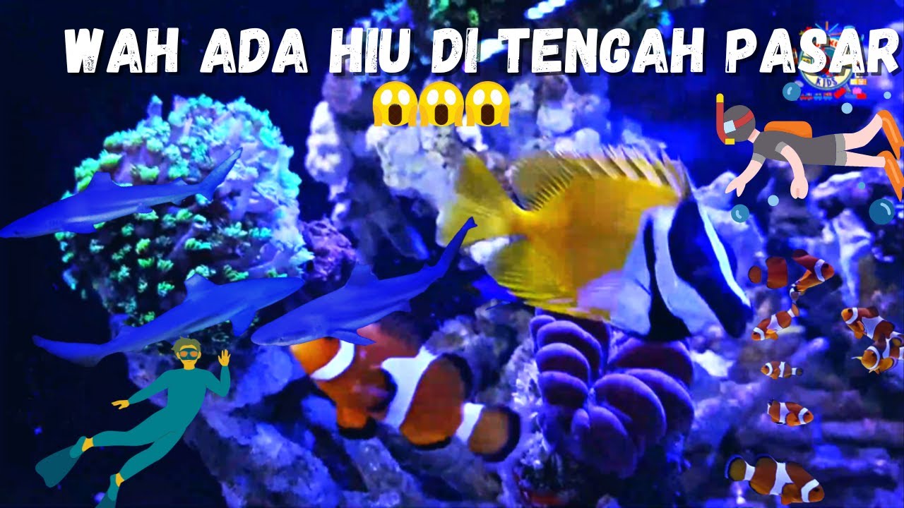 KuyKuy main ke The Legendary Sumenep, Pusatnya Ikan Hias Jakarta ...