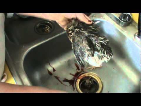 Butchering Quail - YouTube