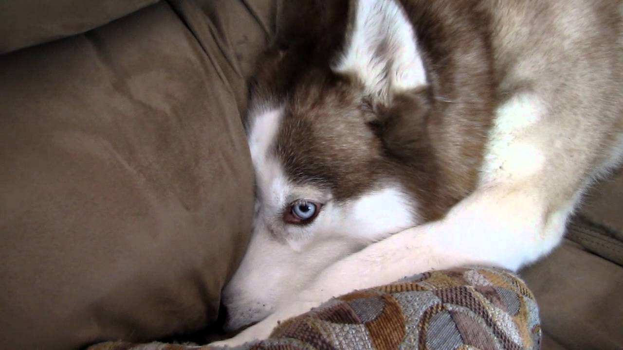 Husky attacks - YouTube