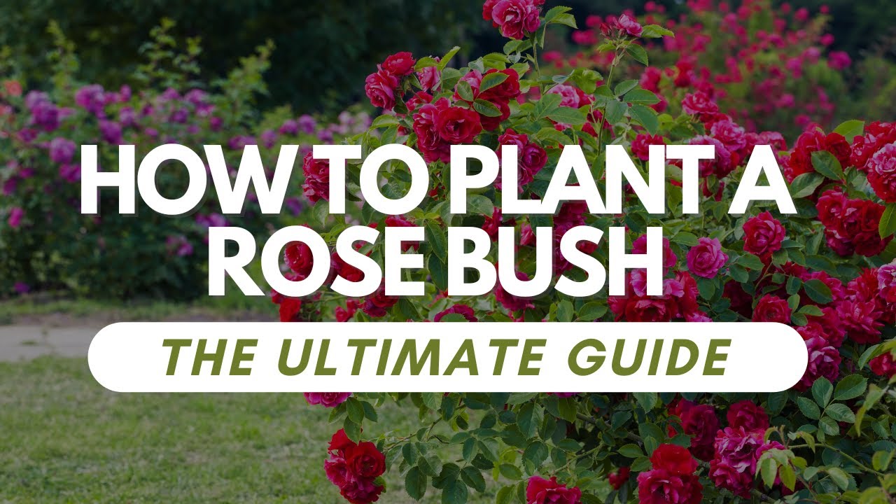 How To Plant a Rose Bush: The Ultimate Guide - YouTube