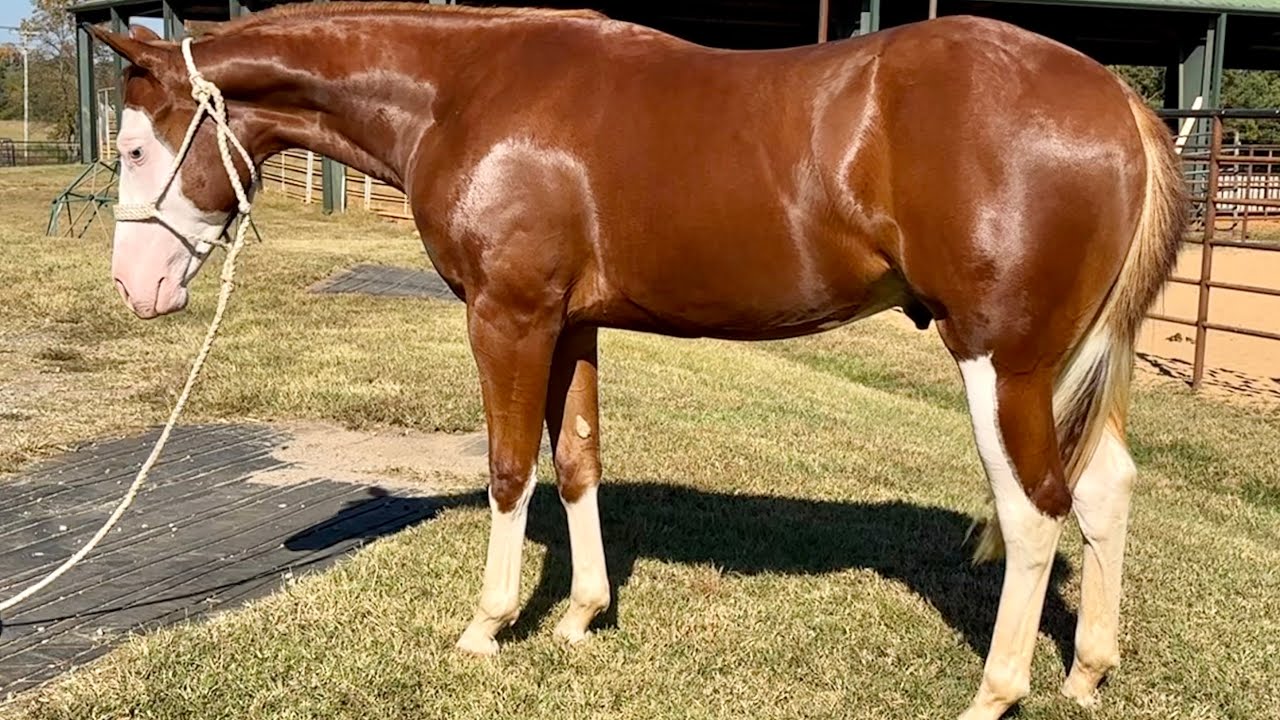 Colonels sliding gun AQHA /APHA yearling colt - YouTube