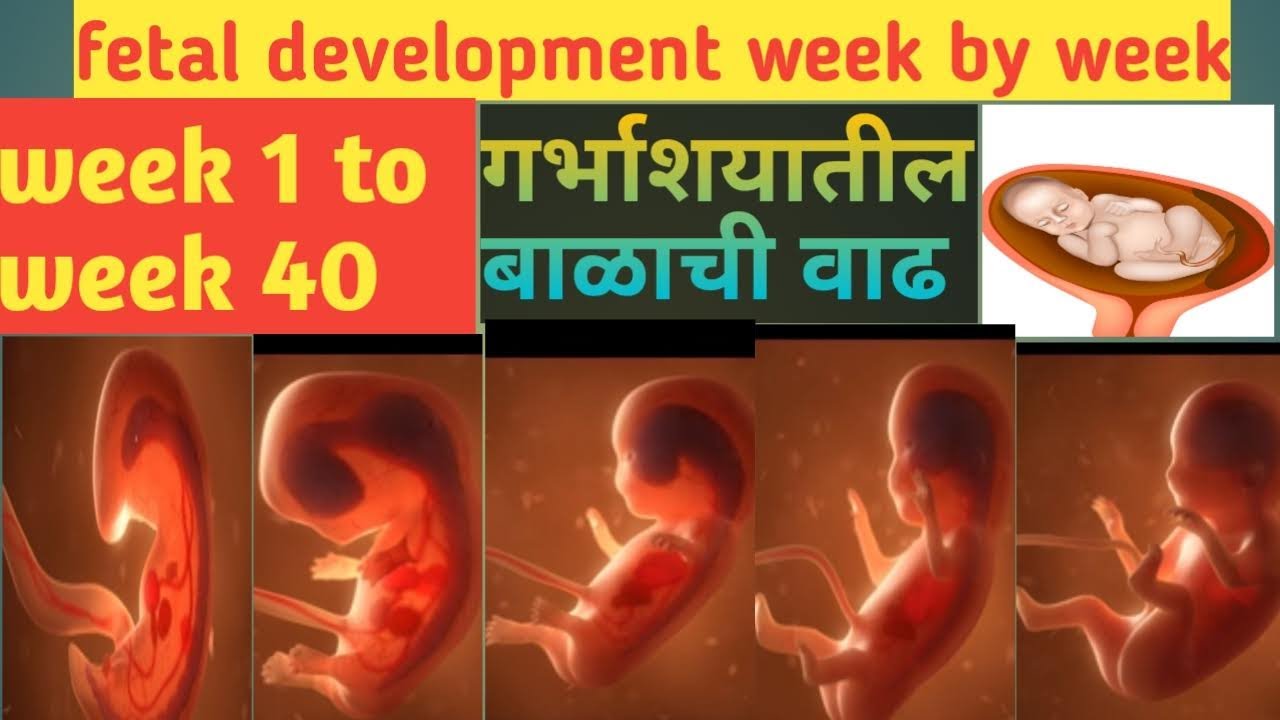 आईच्या पोटात बाळ कसे तयार होते | Fetal development week 1 to week 40 ...