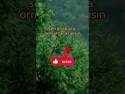 #aslan ile #boğa hikayesi