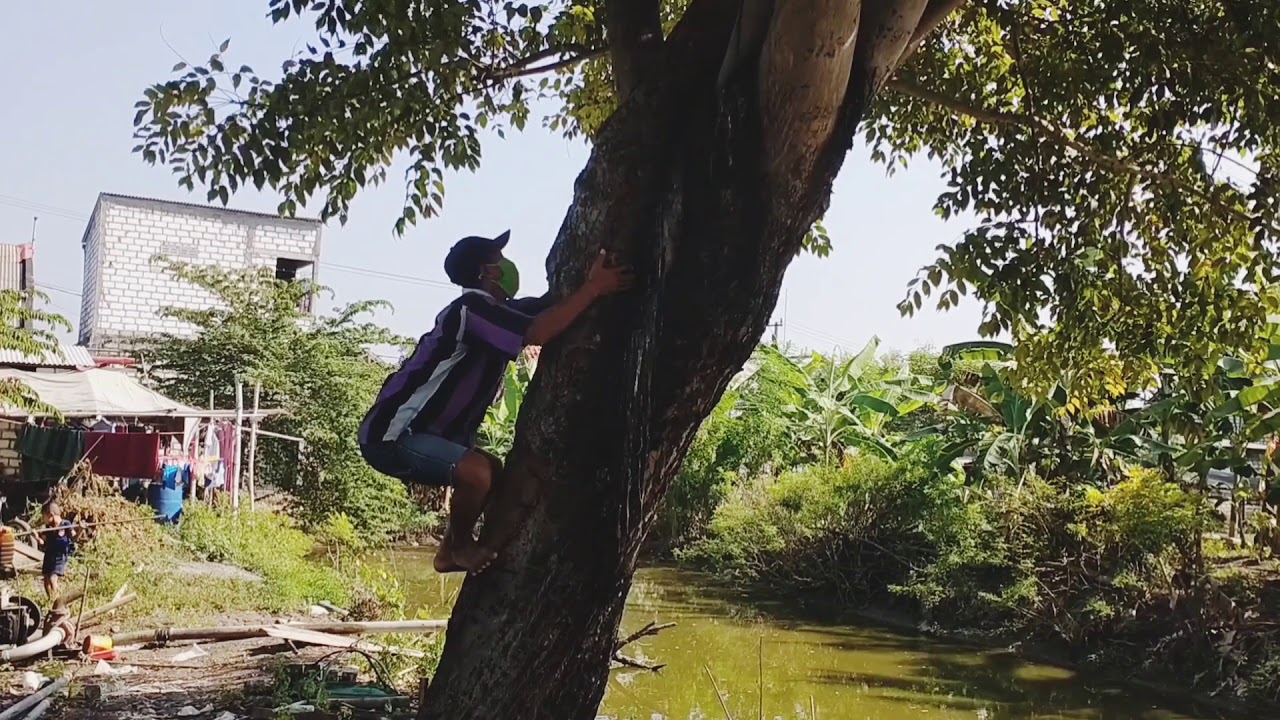 pemanjat pohon profesional oleh bangmuktarjaya - YouTube