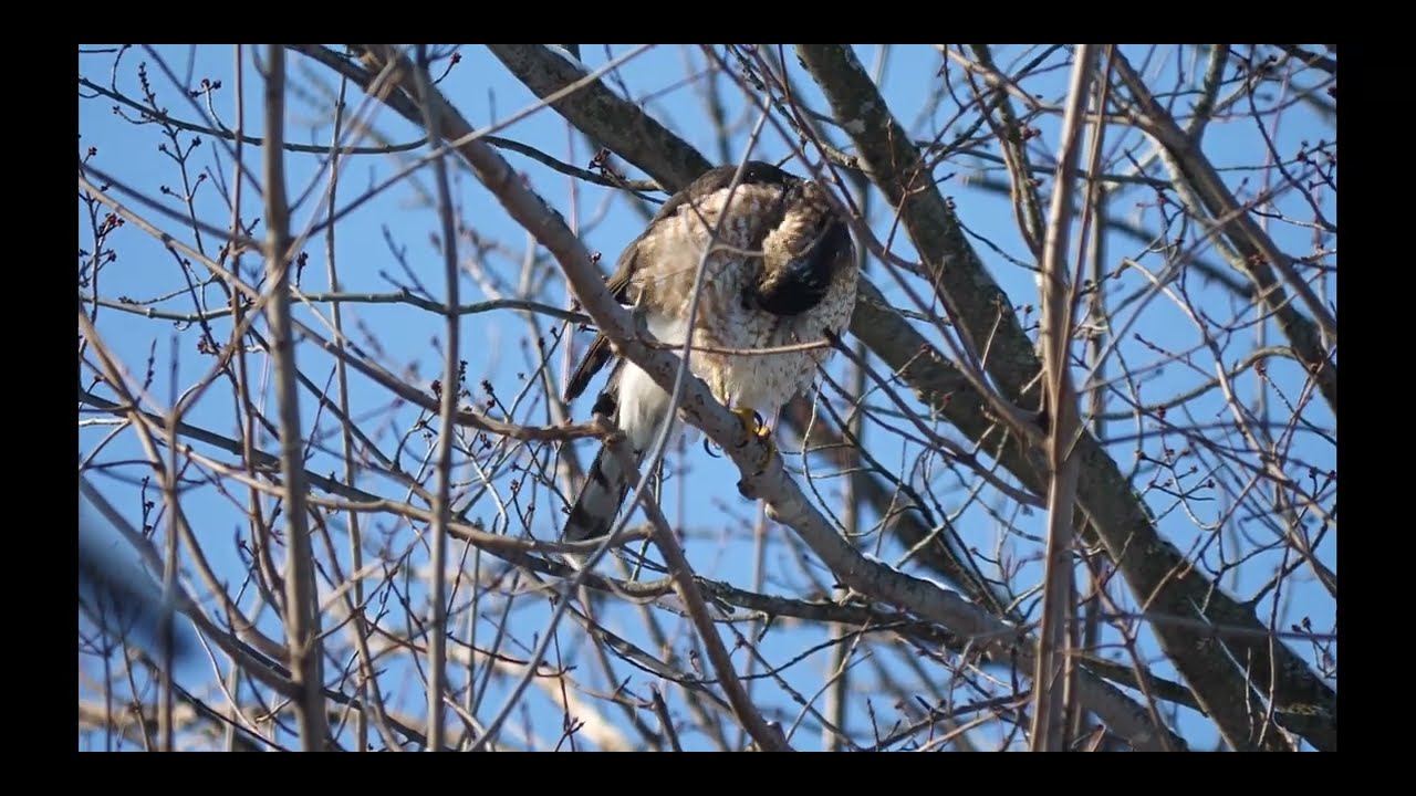 Coopers hawk Preening movie - YouTube