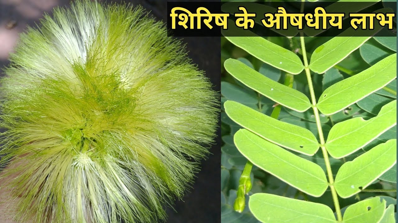 शिरीष' कान-दर्द,दांत-दर्द,सांसों की दिक्कत,पेट-दर्द,सर्पदंश,क्षय रोग ...