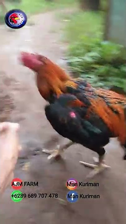 khoyngon bobot 2,9kg - YouTube