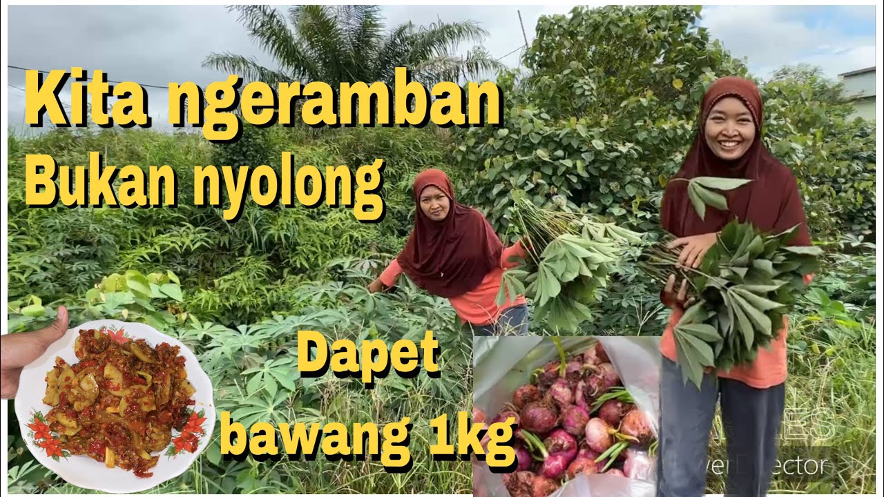 PULANG RAMBAN DAPET BAWANG 1 KG⁉️ DAUN SINGKONG PINGGIR PASAR - YouTube