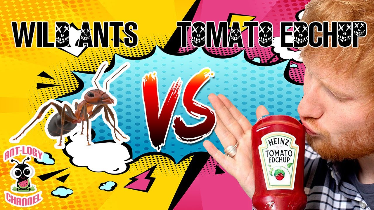 wild ants VS tomato edchup LIVE [ AMAZING FINDING ] - YouTube