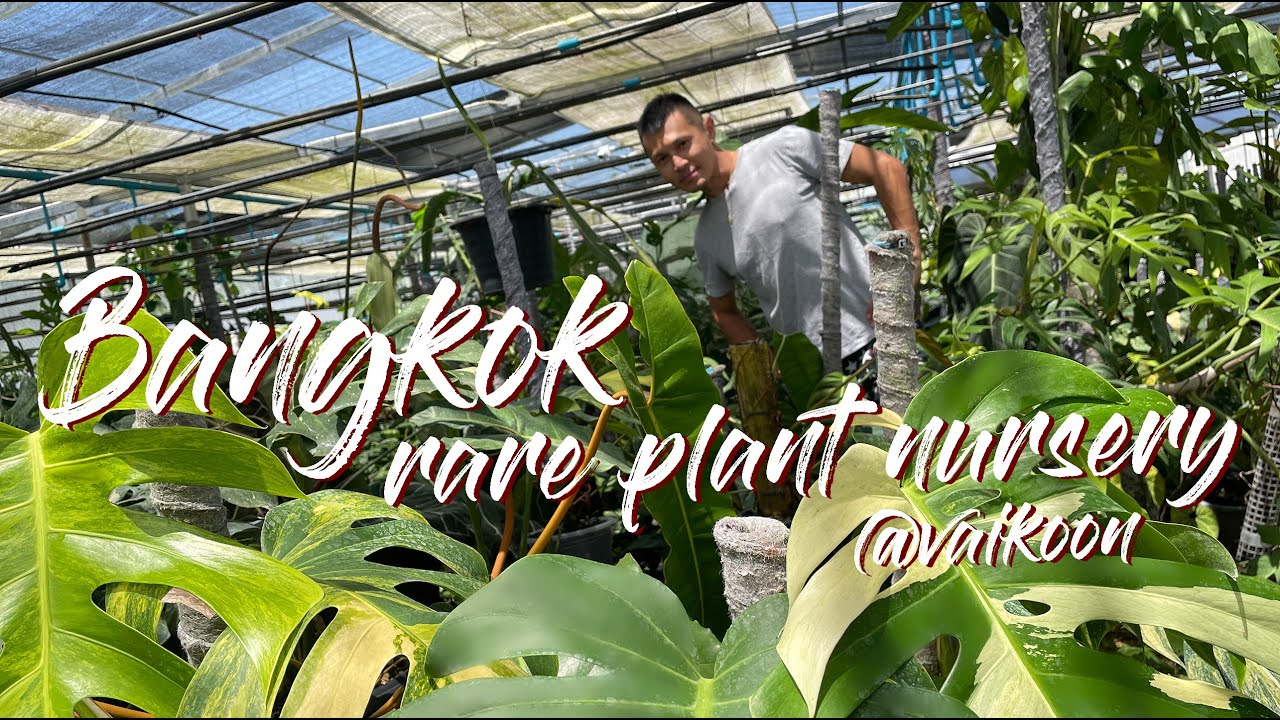 Garden Center Bangkok | Fasci Garden