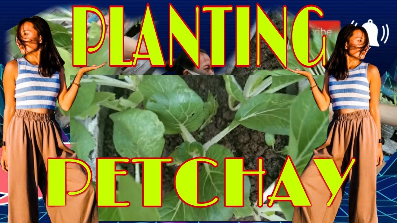 PLANTING A PETCHAY|NSTP PROJECT - YouTube