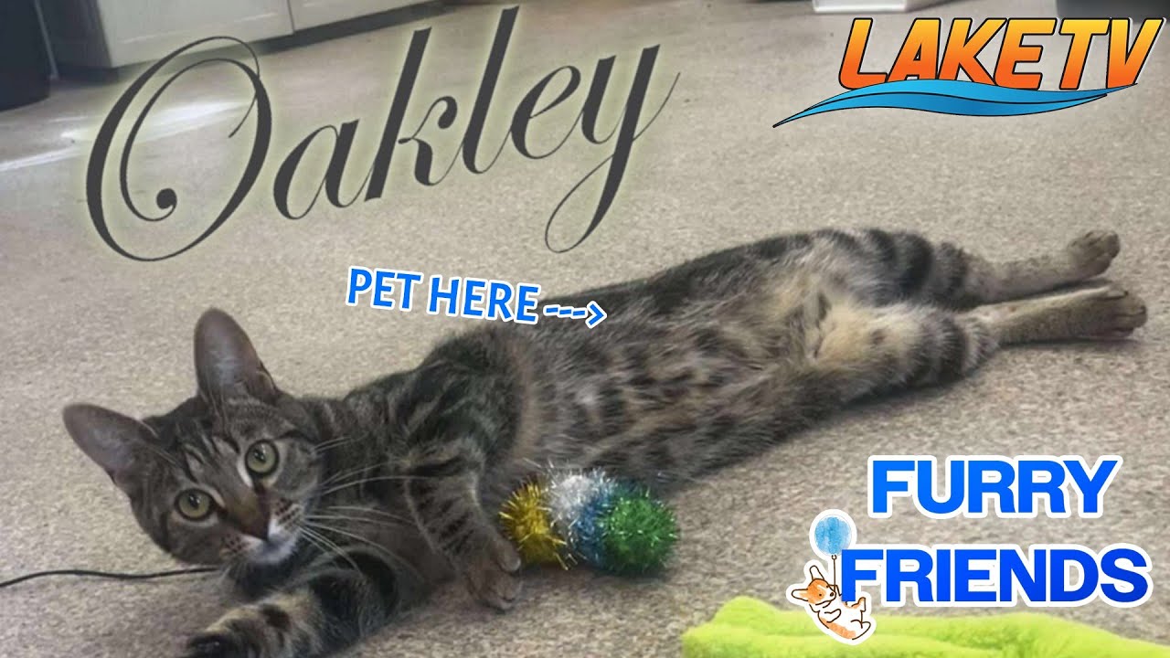 Furry Friends: Meet Oakley – Playful 1-Year-Old Cat at Ozarks Kat and ...