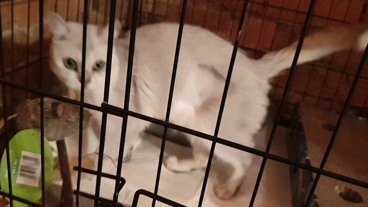 Versace lovely silver shaded BSH pedigree rescue girl. Ready to adopt ...