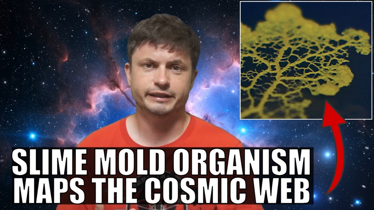 Slime Mold Organism Maps the Cosmic Web and Finds Something Interesting ...