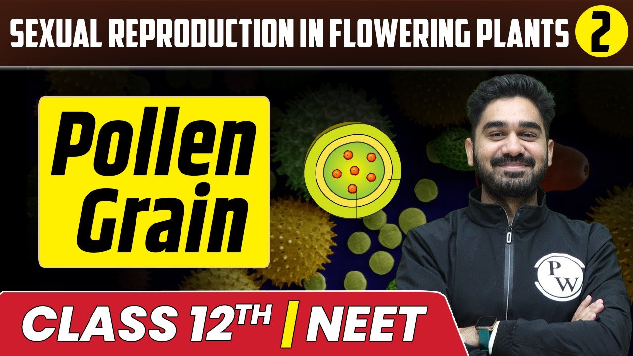 Sexual Reproduction in Flowering Plants 02 | Pollen Grain | Class 12th ...