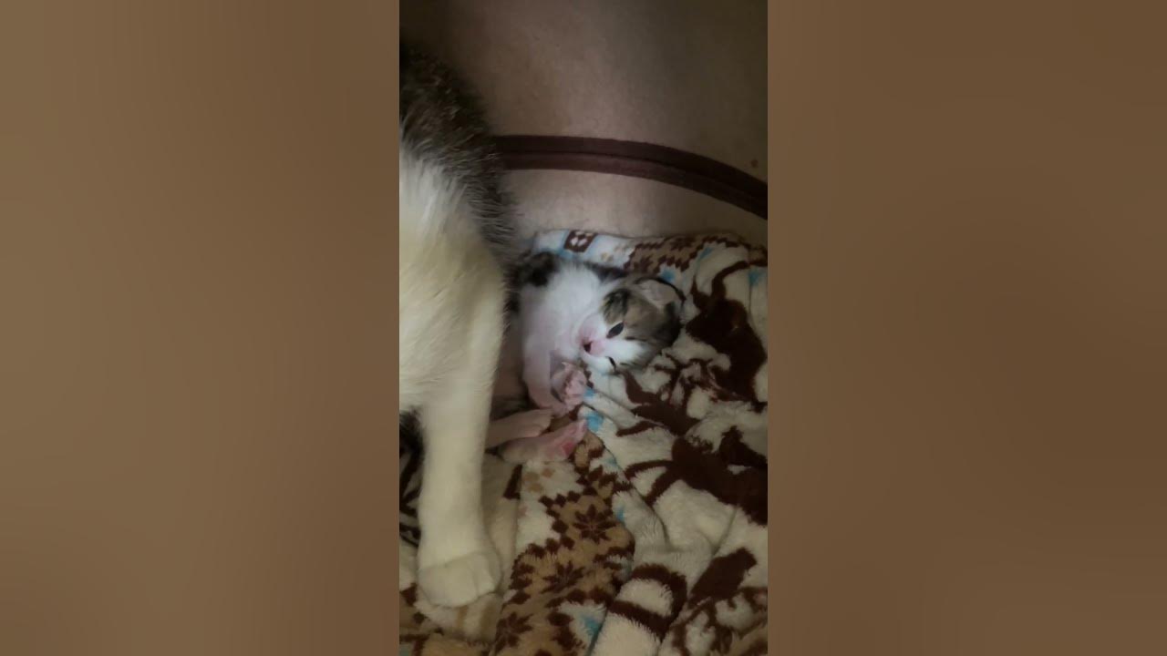 어미고양이 모성애 Youtube
