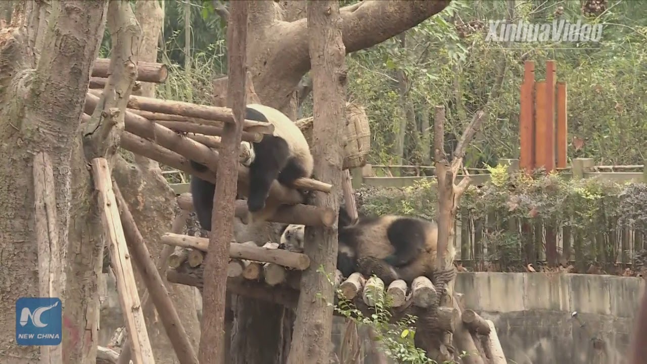Giant pandas' black eye patches turn pale, no cause found - YouTube