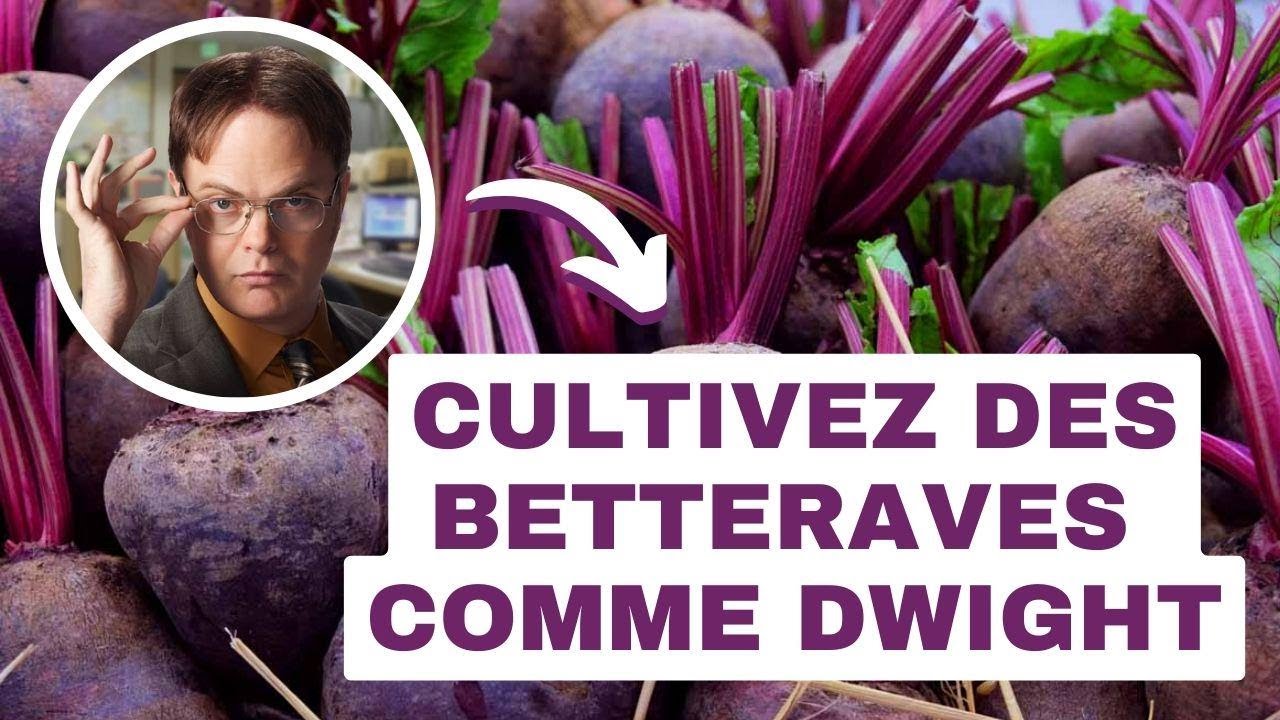 Maîtrisez La Betterave : Secrets De Plantation Précoce Et Récolte Toute ...