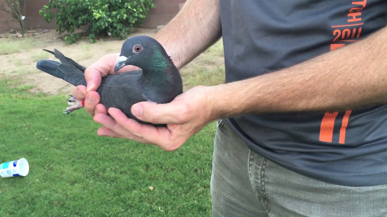 Blue bar spread (black) racing pigeons - YouTube