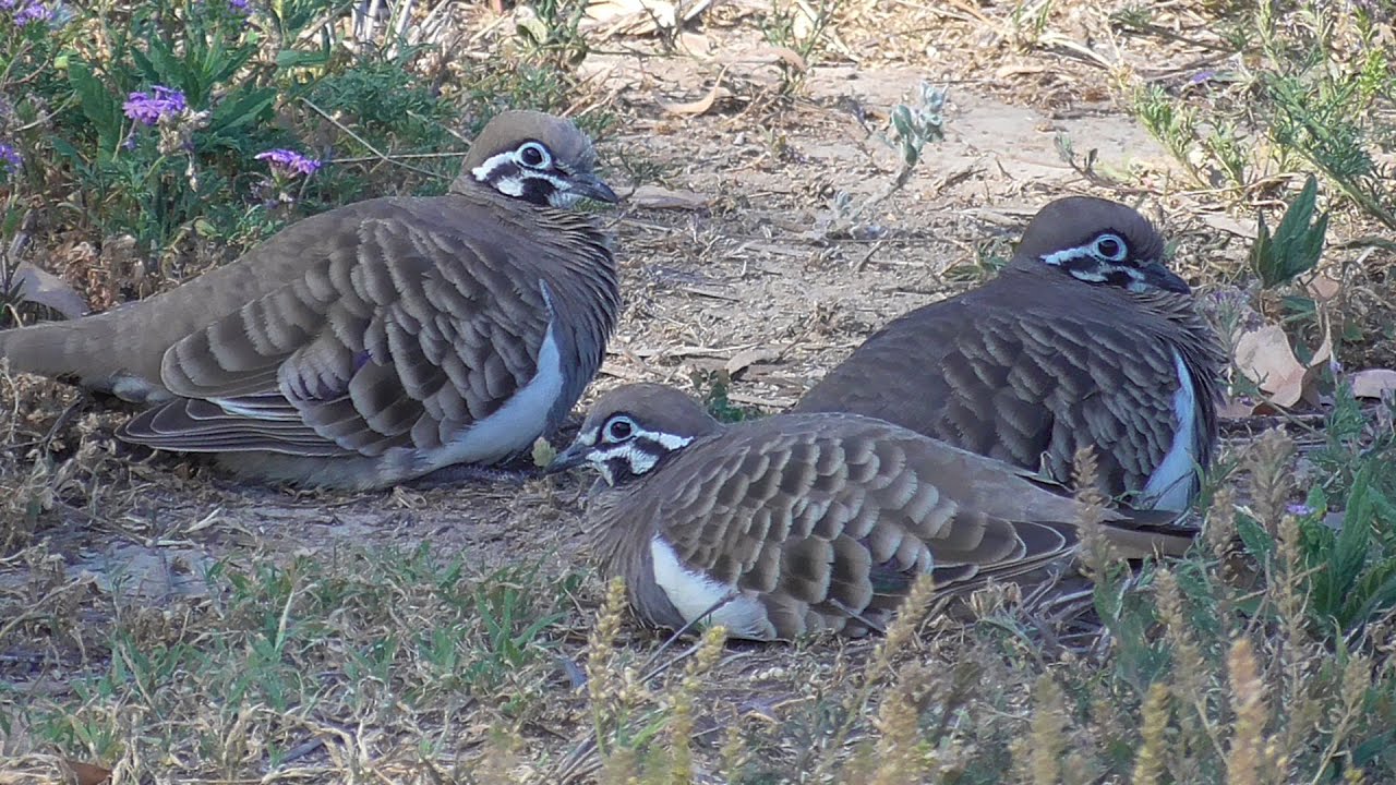 Southern squatter pigeon (Geophaps scripta scripta) - YouTube