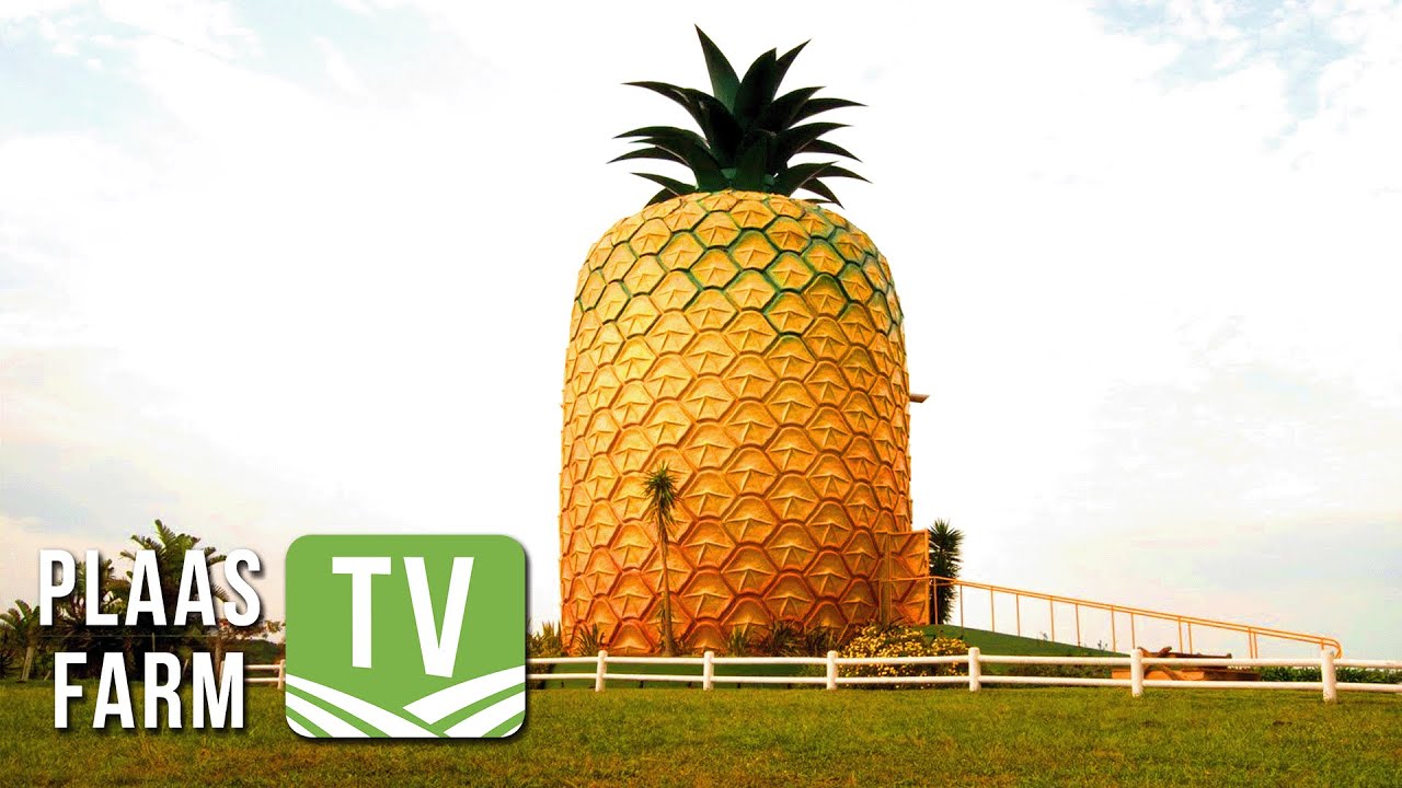 Legacy of the Land: Celebrating 114 Years of the Bathurst Agricultural ...