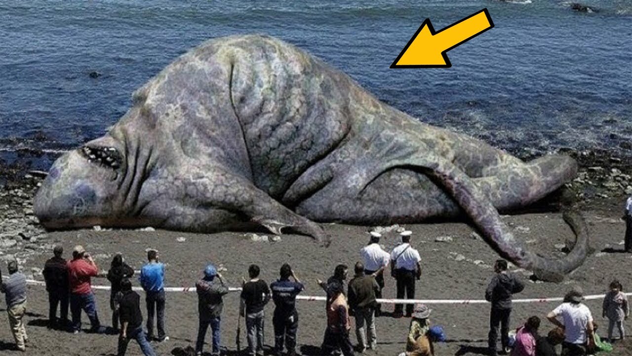 Giant Creature Washes Up On Beach, Then This Police Officer Makes A ...