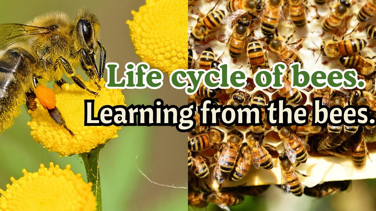 Life cycle of bees. || Learning from the bees. - YouTube