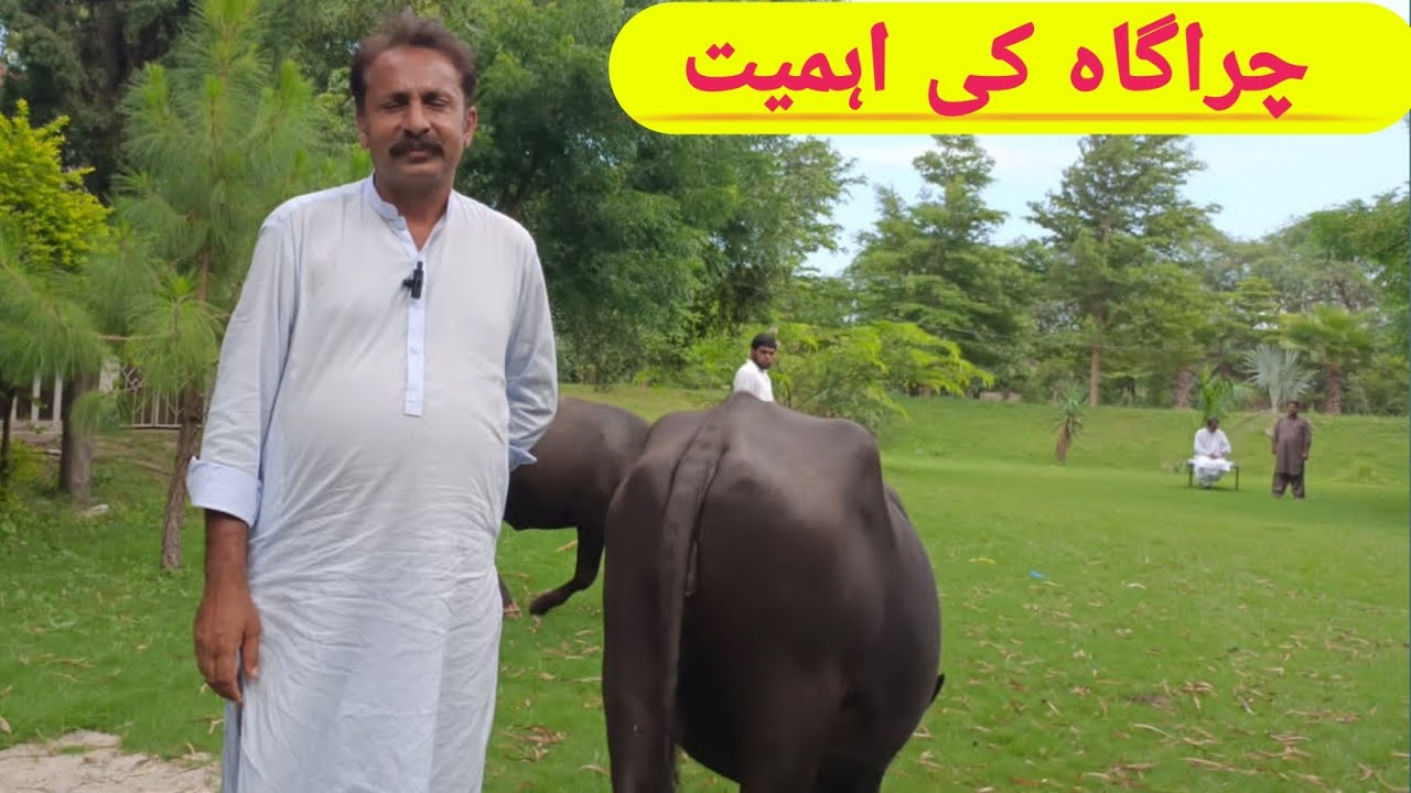 Allaha Yaar Kharal Dairy Farm || Rai Ehsan Rhandhaira Kharal || Pak Buffalo Tv - YouTube