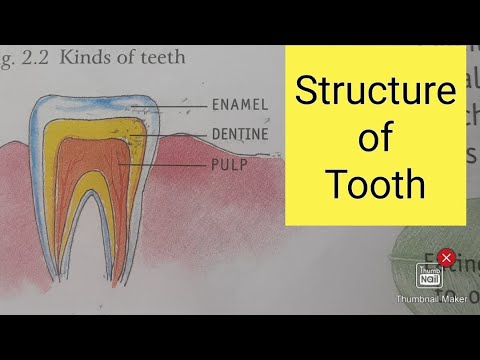 Class 4th || Living Science = 2. Teeth and Microbes = Structure of ...