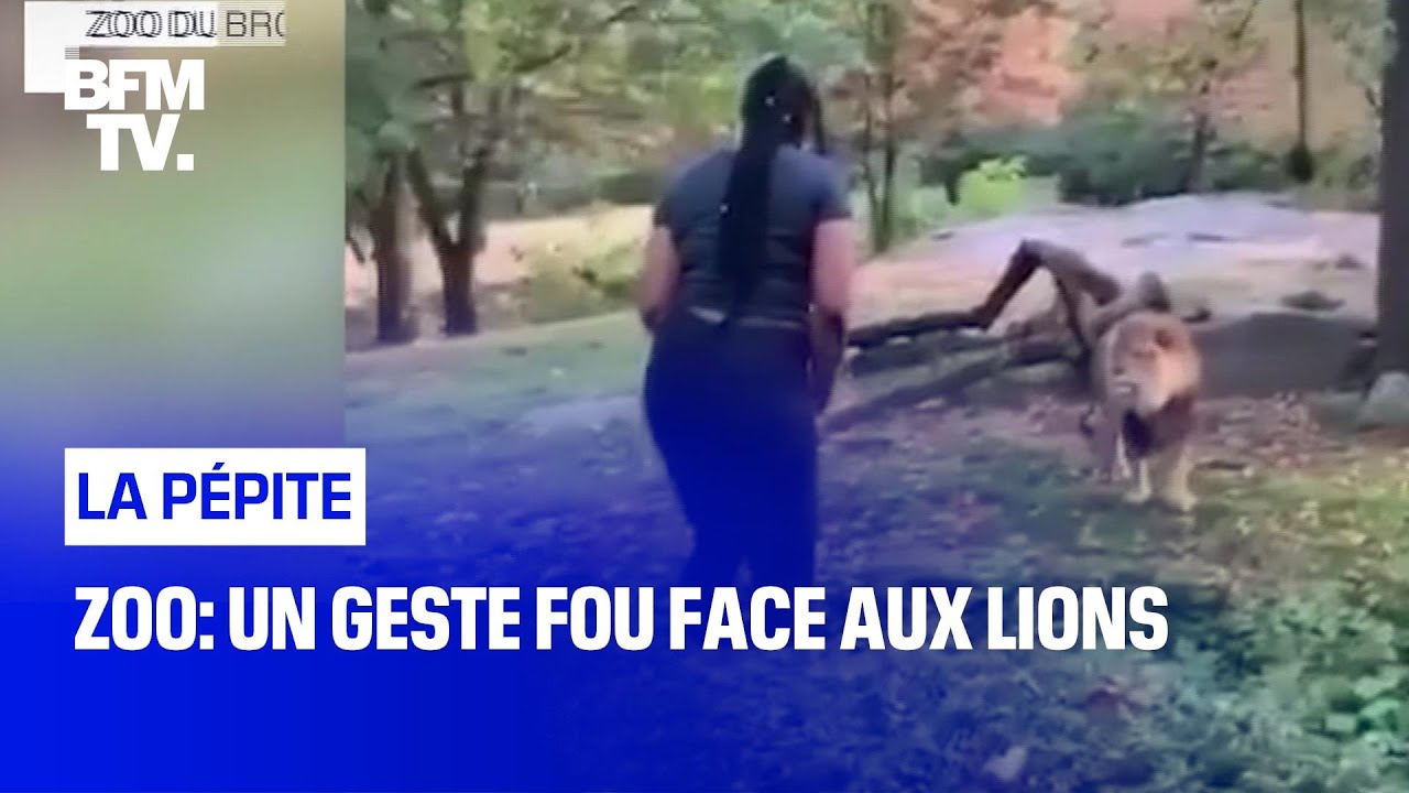 Zoo: un geste fou face au lion - YouTube