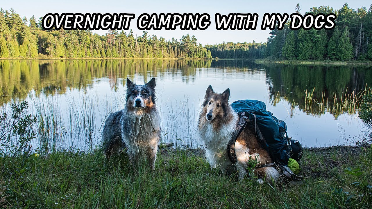 Overnight Camping With My Dogs - YouTube