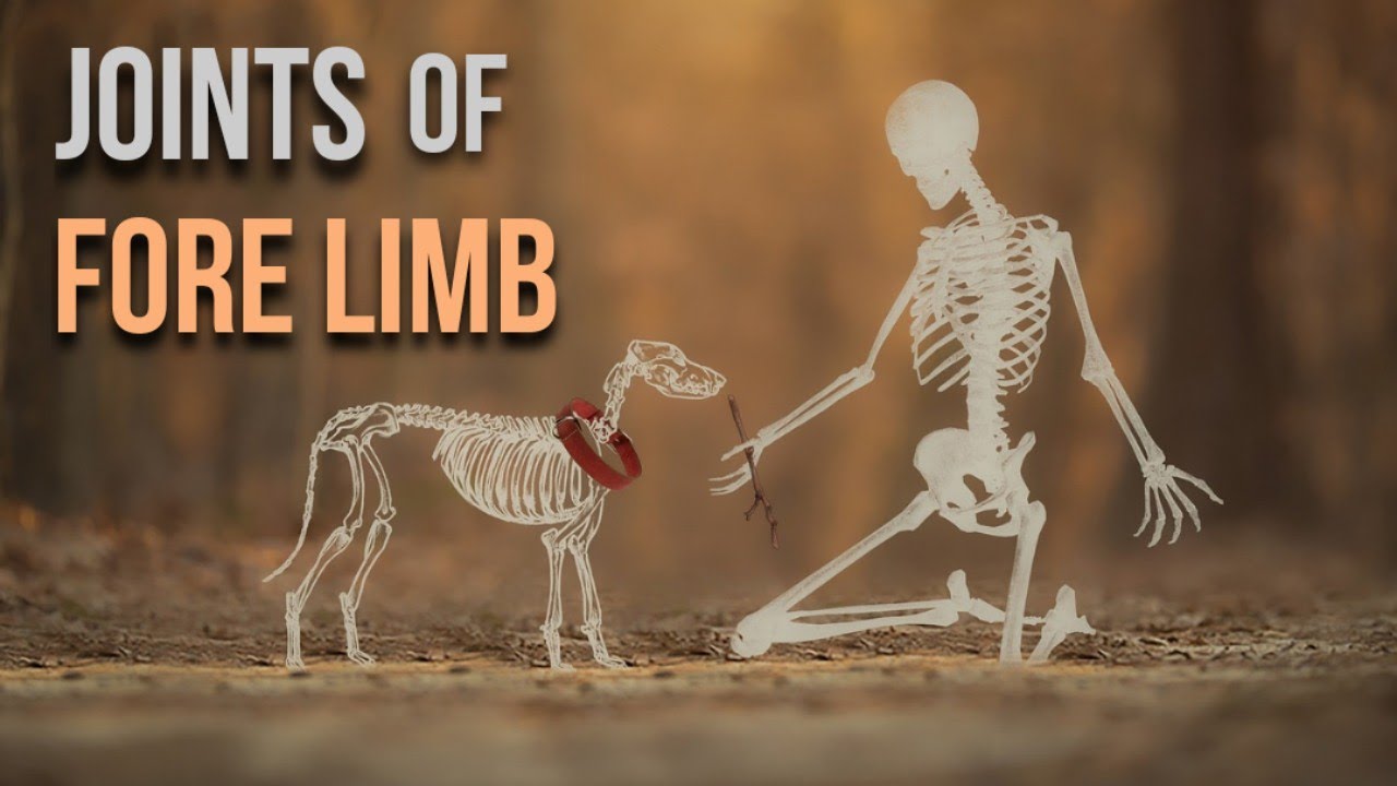 JOINTS of FORE LIMBS | veterinary first year | anatomy - YouTube