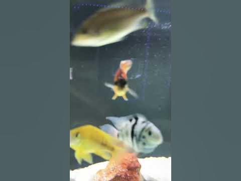 Fish, fish, fish, fish, and more fish. - YouTube