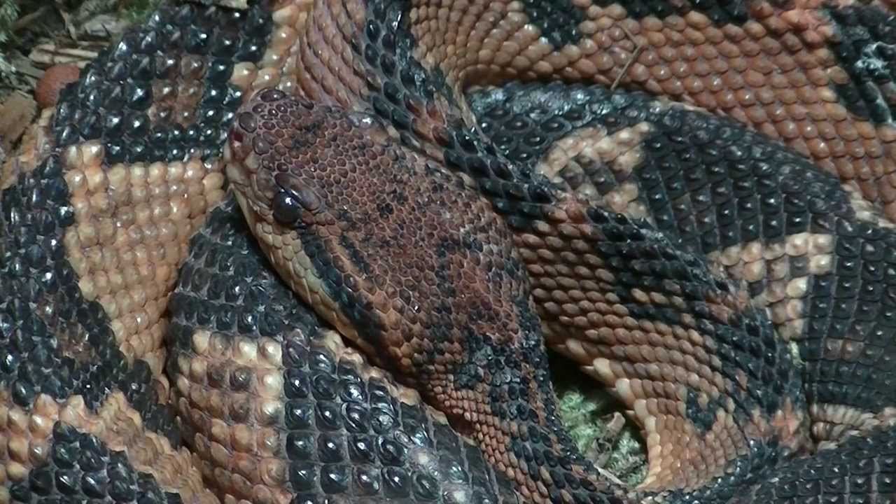 Close Up Bushmaster Snake - YouTube
