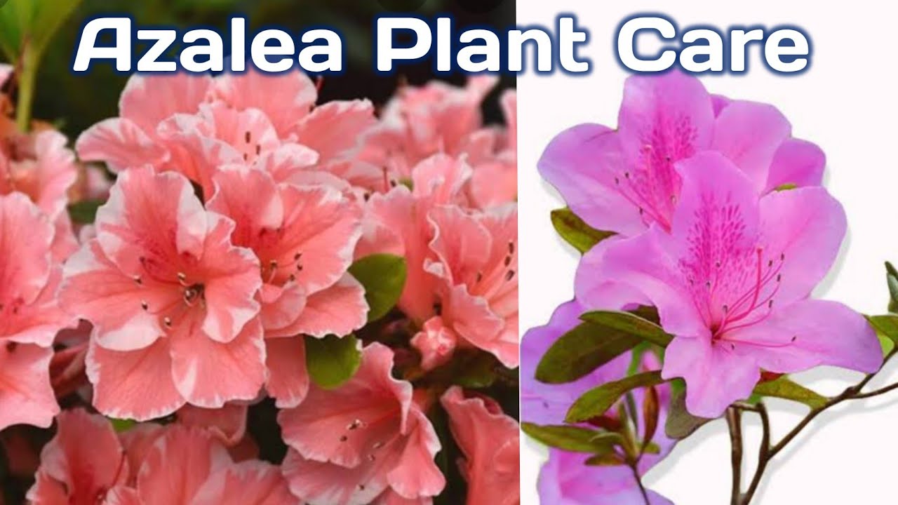 How to grow & Care Azalea Plant, Azalea Plant Care in hindi, Potting ...
