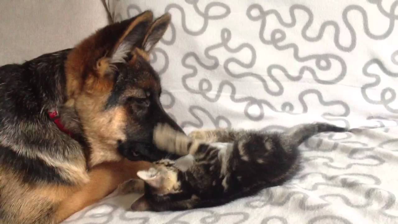 German Shepherd Puppy meets Tabby Kitten - YouTube