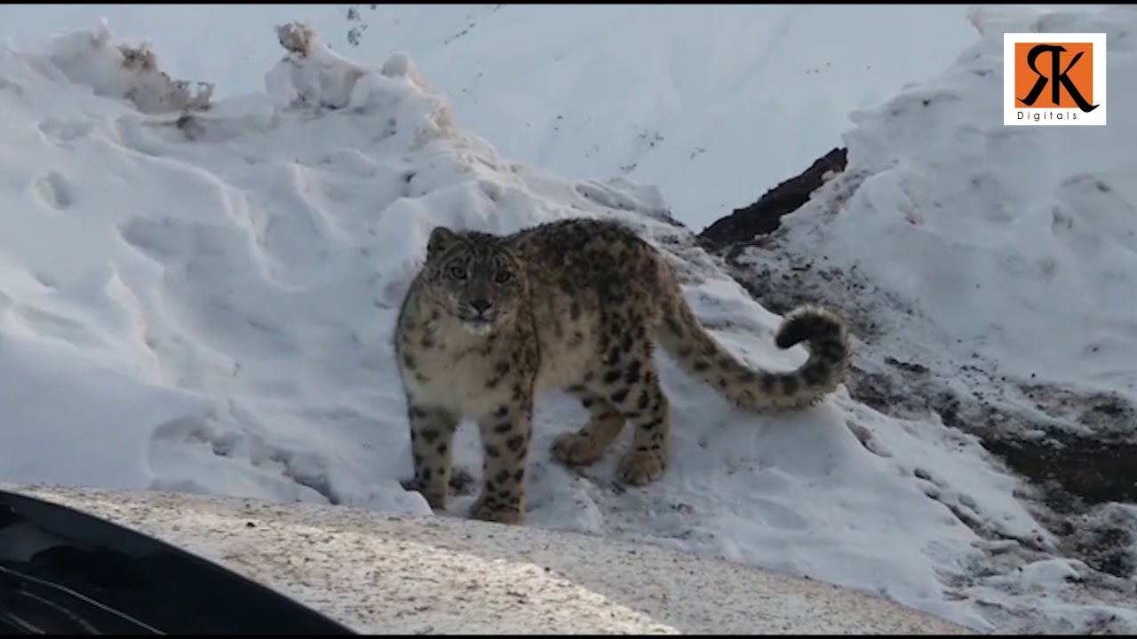 Rare Video | Snow Leopard sighting in Spiti Valley | Rk Digitals - YouTube