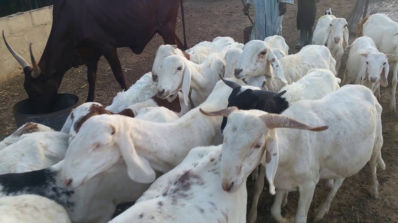 Balami Sheep in Maiduguri - YouTube