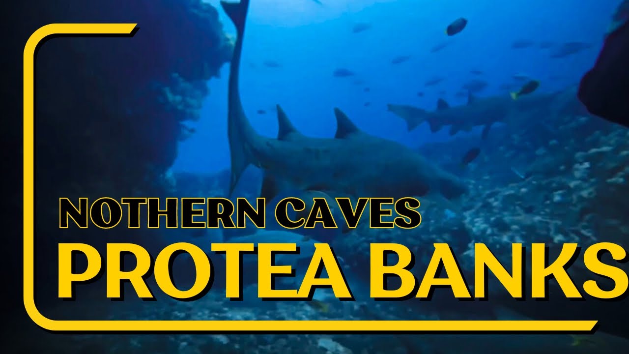 Reggie's Cave, Protea Banks, South Africa - Aqua Planet and ...