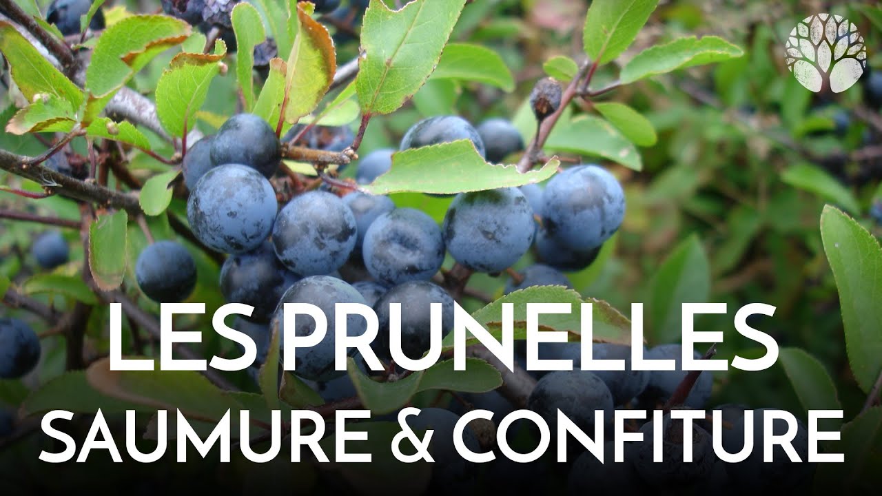 Prunelles du prunellier ou épine noire, umeboshi - YouTube