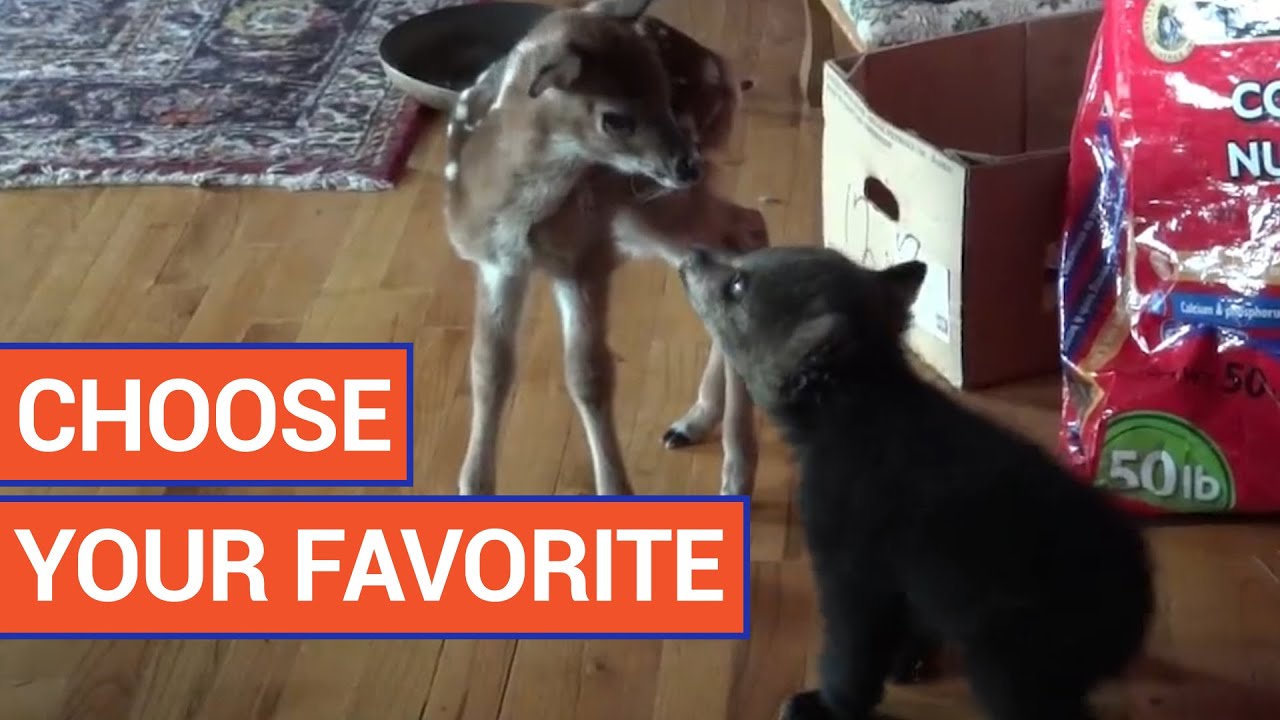 Funny Pet Video Cute Voting Competition 2016 - YouTube