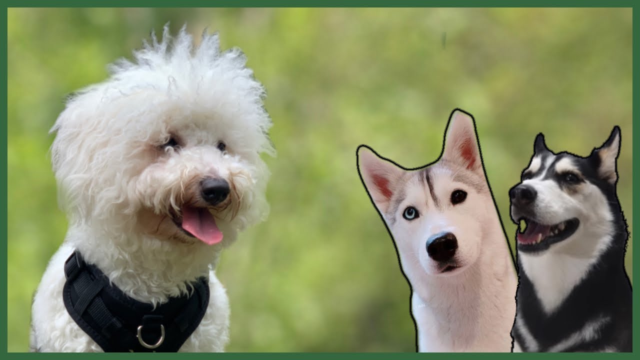 Dogs REACT To MAYA HUSKY React To SKAYA SIBERIAN - YouTube