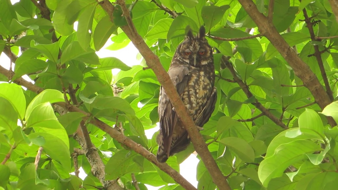 Asio stygius, Stygian Owl, Búho Orejudo. (Granada, Meta. COLOMBIA ...