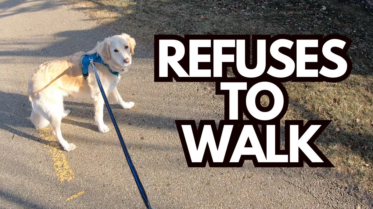 If Your Dog Stops Walking and REFUSES to Move, Do This! - YouTube