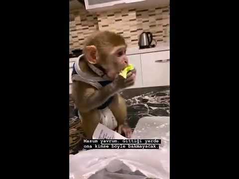 Meriç İzginin Maymununun Kokonun el konulma anı!