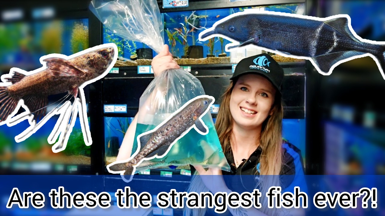 Freshwater Dolphins, African Butterflies & Elephant Nose... Hard to ...