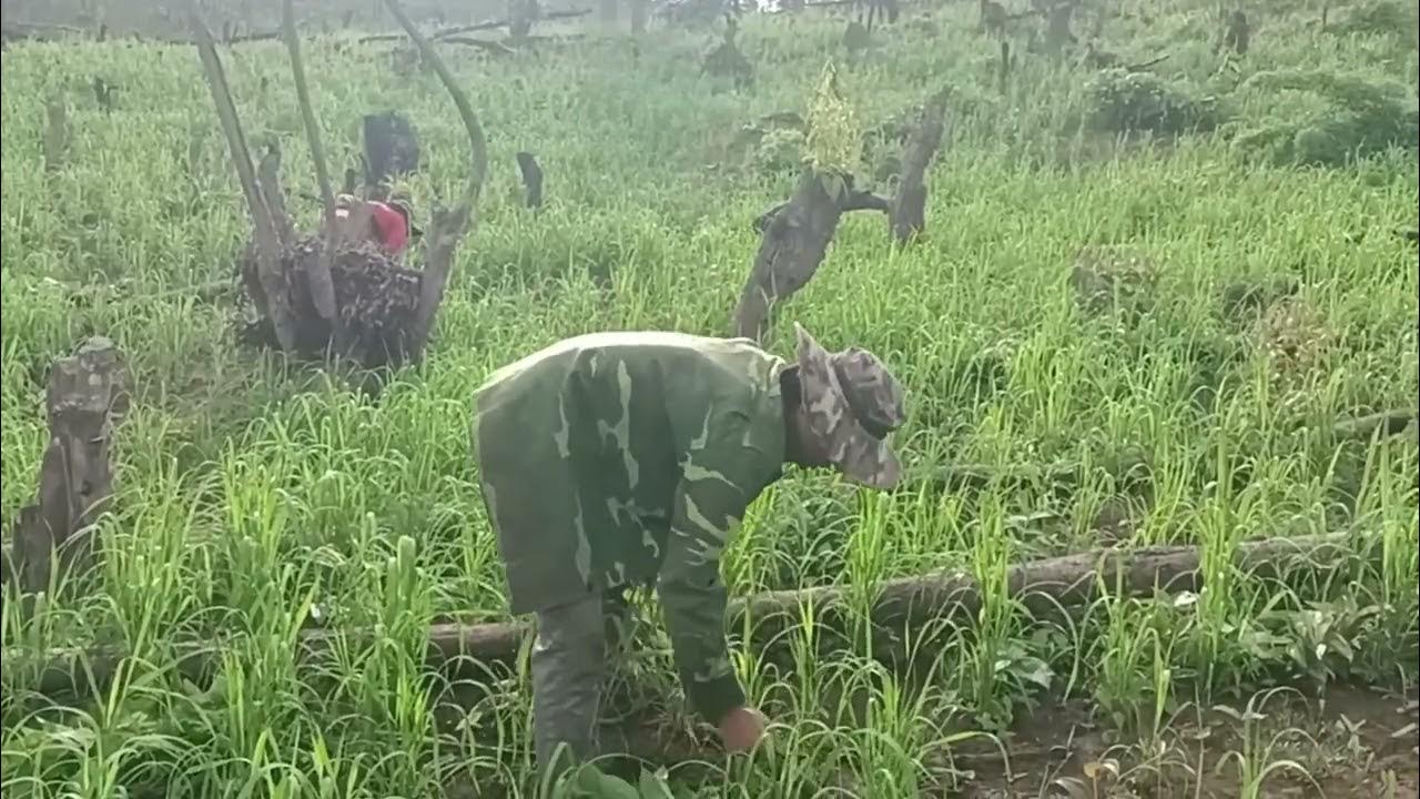 29 2024 hnub no khee nroj teb npleg dob tag - YouTube